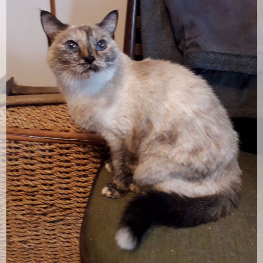Кошечка Алиса