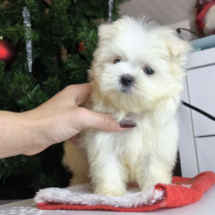 Мальтийская болонка, щенок