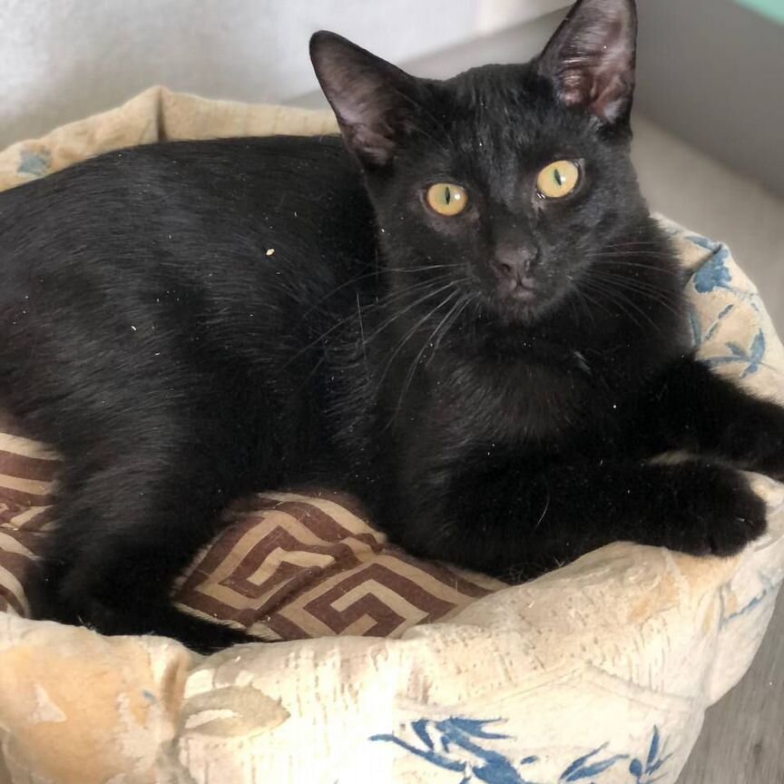 Котёнок Ричард