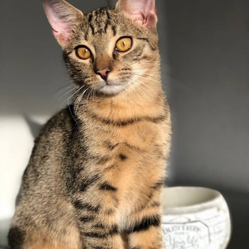 Котёнок Симон