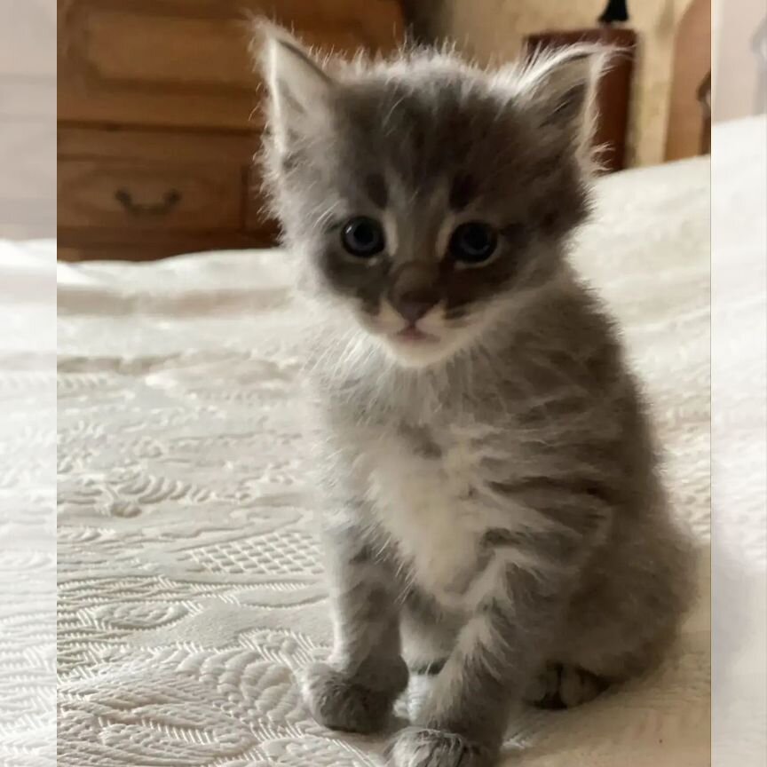 Котёнок в добрые руки