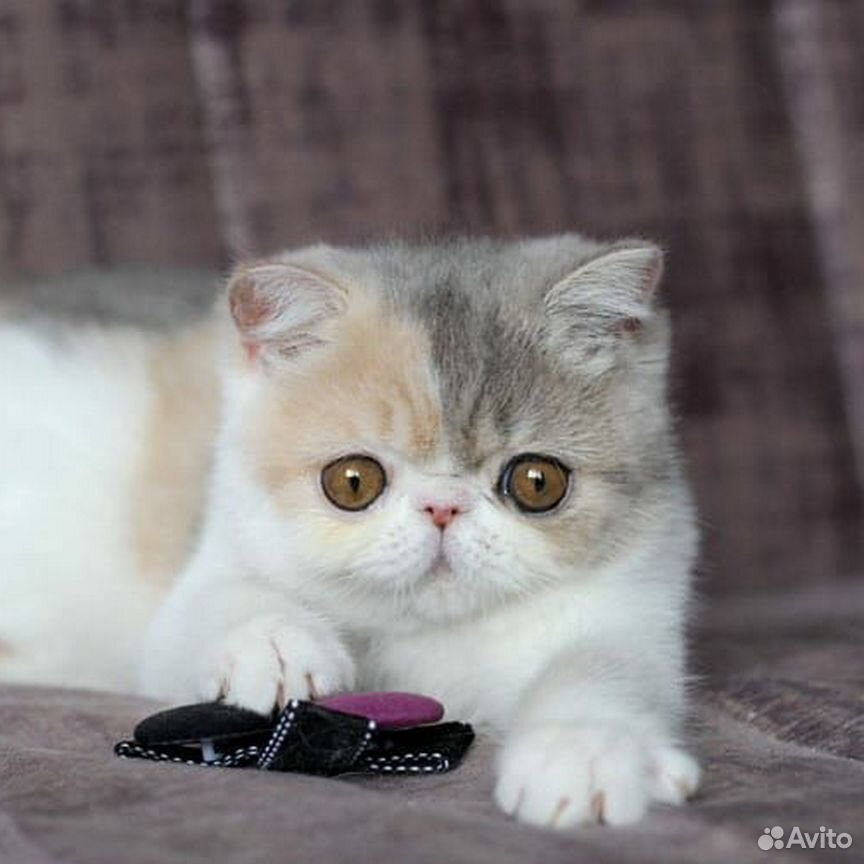 Экзотические котята. Котята Экзоты