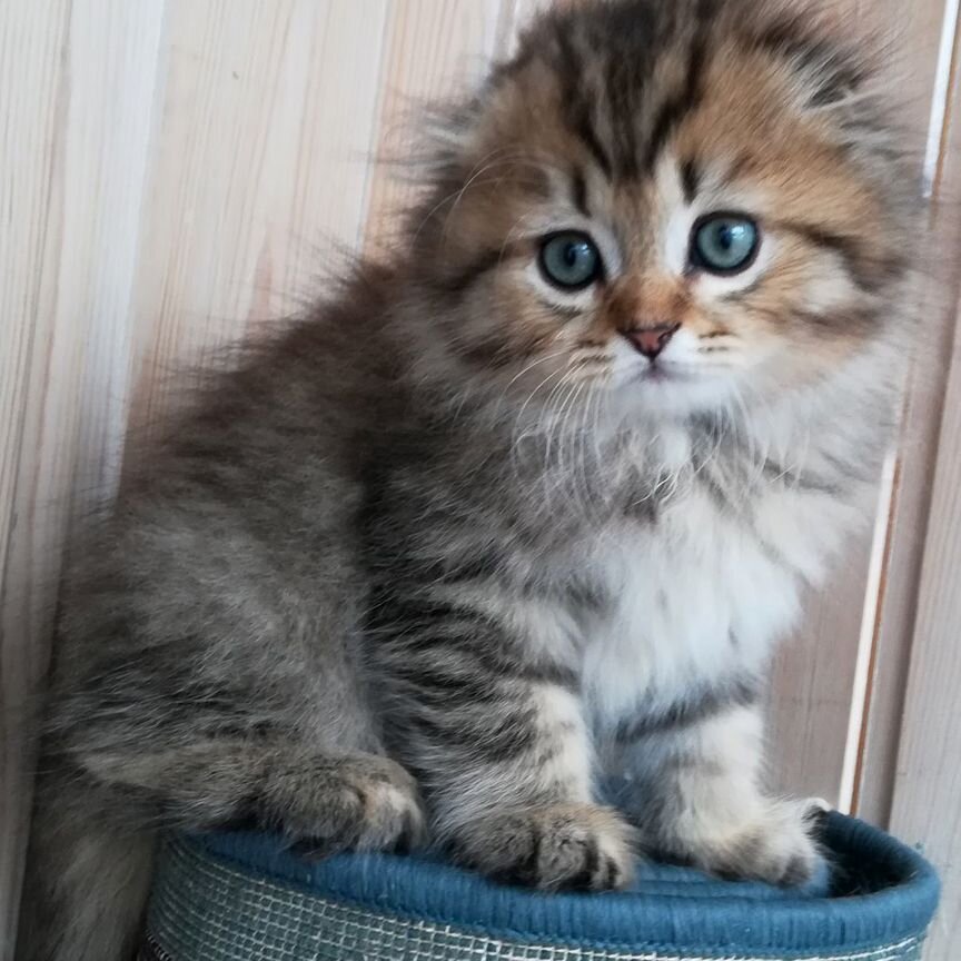 Шотландский вислоухий мальчик