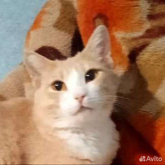 Хорошенькая, ласковая кошечка Поля ищет дом