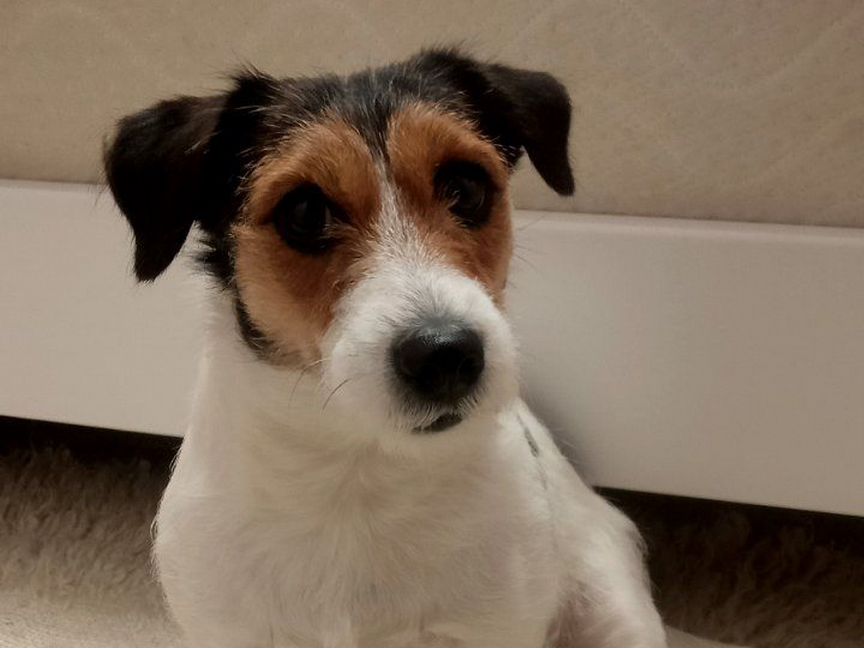 Вязка. Девочка Джек рассел