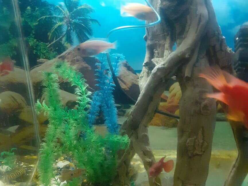 Аквариум с тумбой 200 л