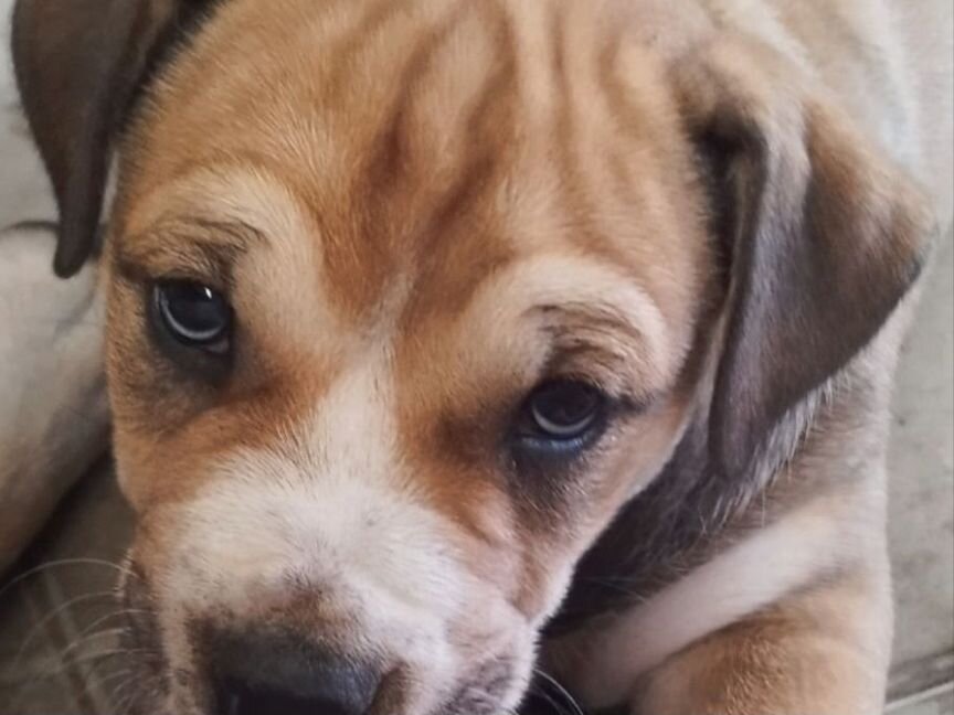 Майорский мастиф девочка