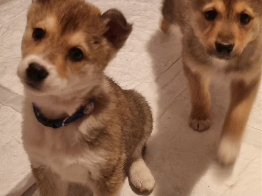 Щенки в добрые руки бесплатно