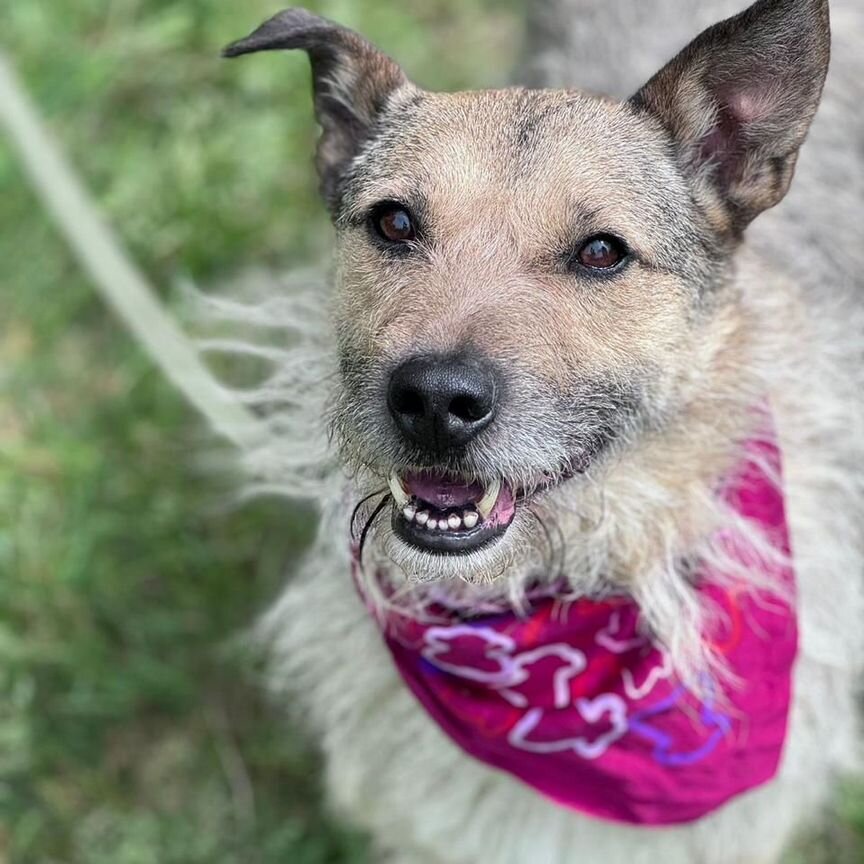 Чудо пес Верный, в добрые руки. Собака из приюта