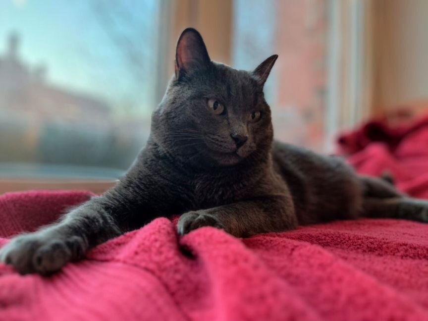 Брутал- Басик