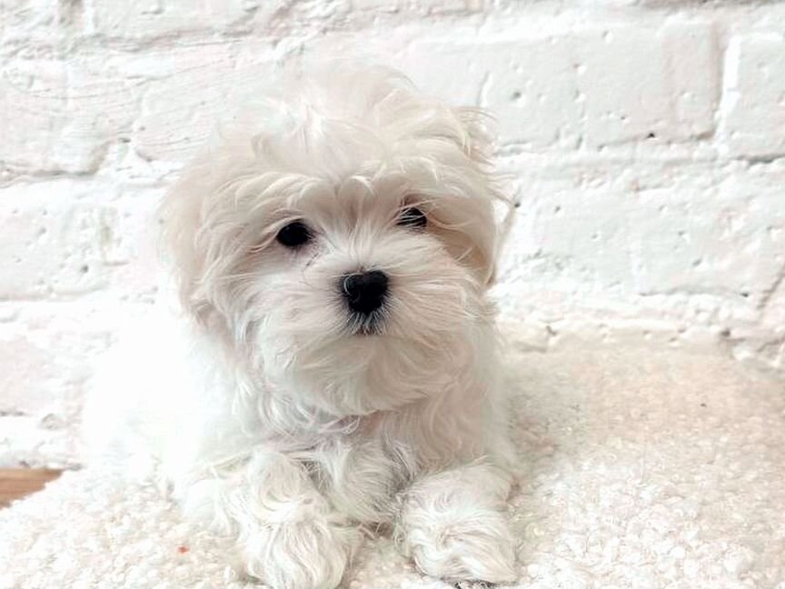 Щенки мальтийской болонки