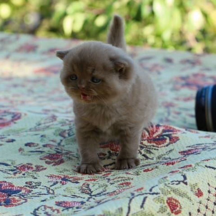 Британские котята