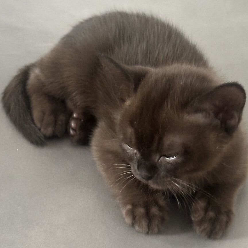 Европейский бурманский котёнок