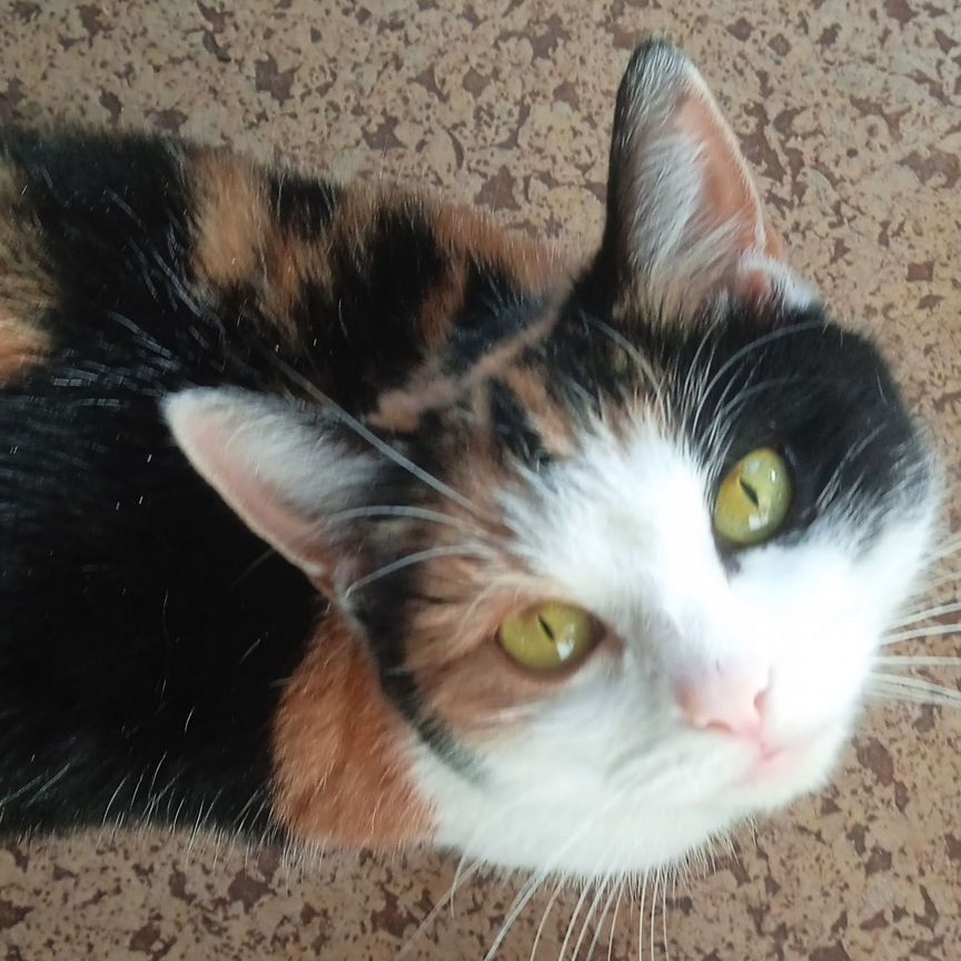 Кошечка трёхцветка