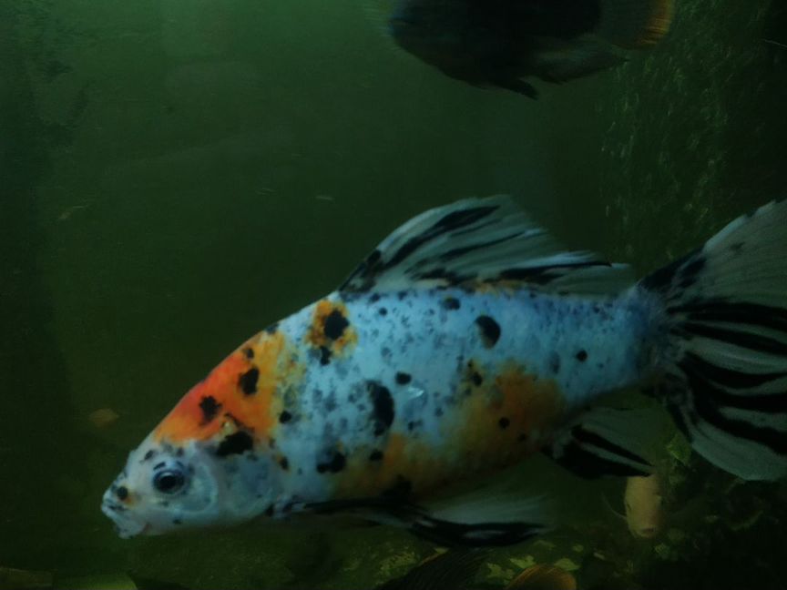 Карп прудовый