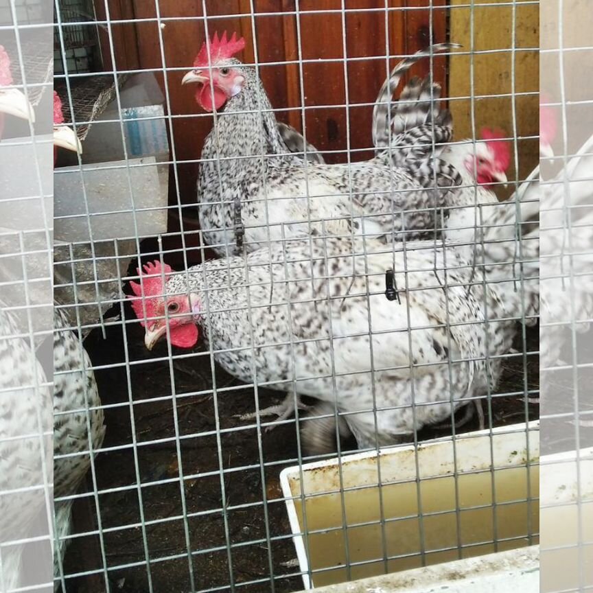 Молодые петушки Леггорн Борковская Барвистая