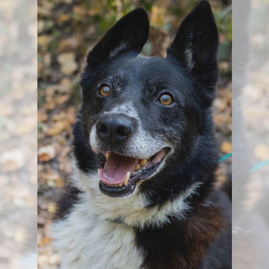 Собака в добрые руки мальчик