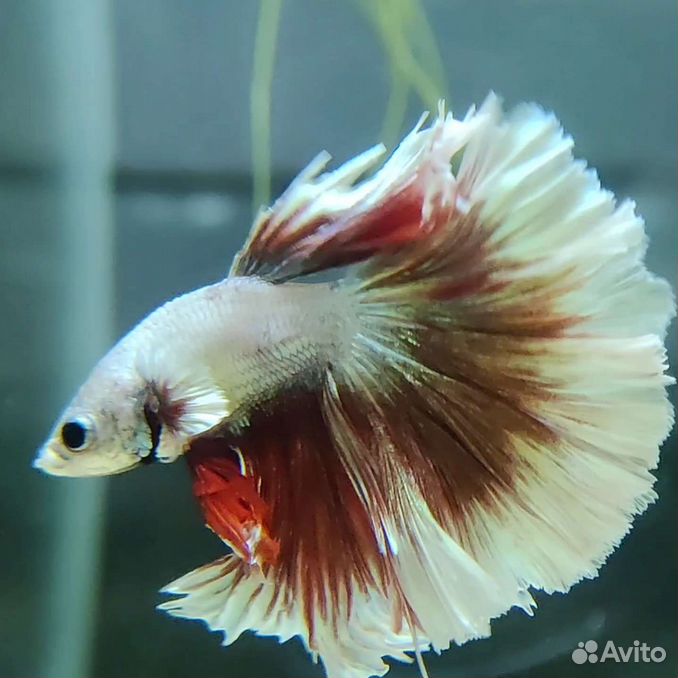Петушок рыбка HM и hmpk дракон