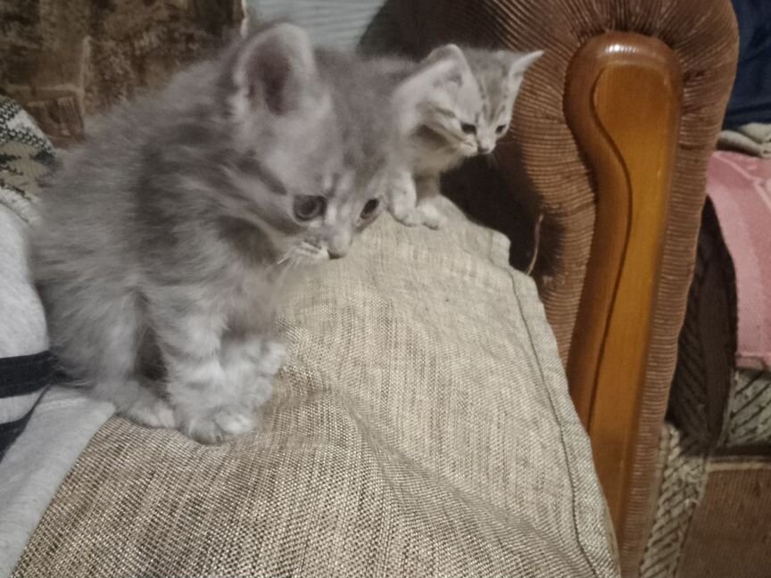 Котик,две кошечки