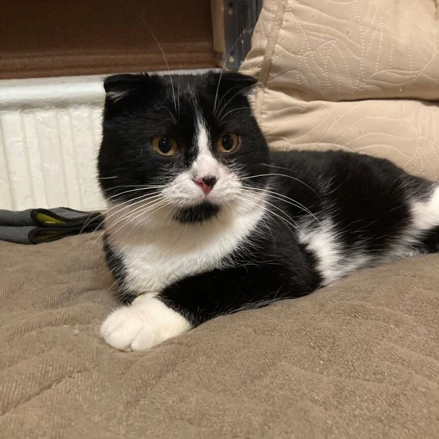 Шотландская вислоухая короткошёрстная кошка, взрослая