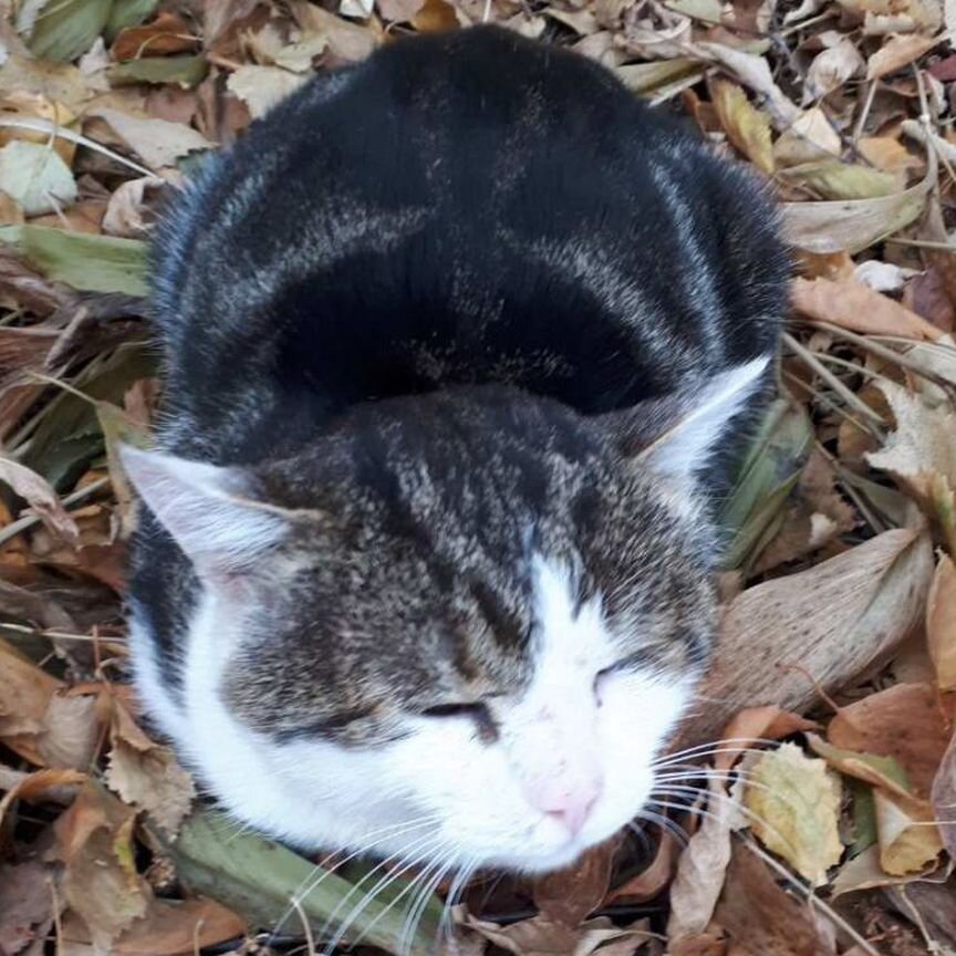 Котик дважды предан