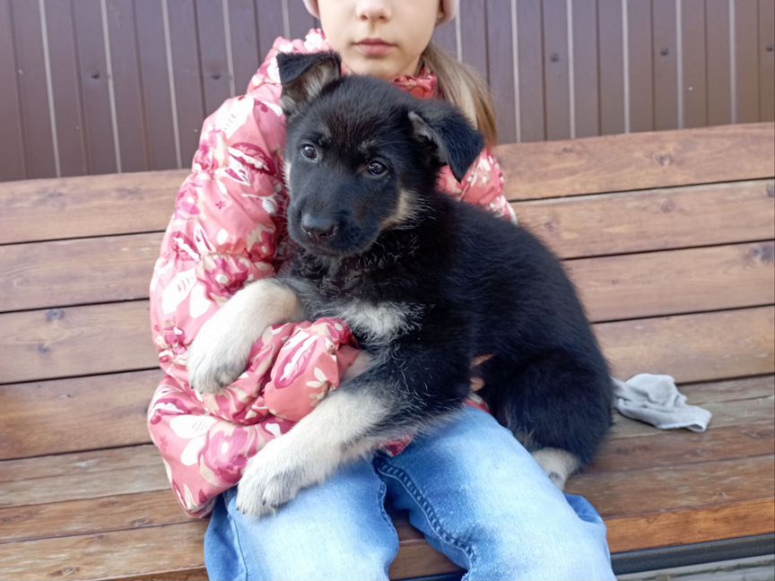 Щенки вео с документами РКФ