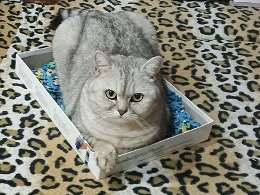 Котик британский бесплатно