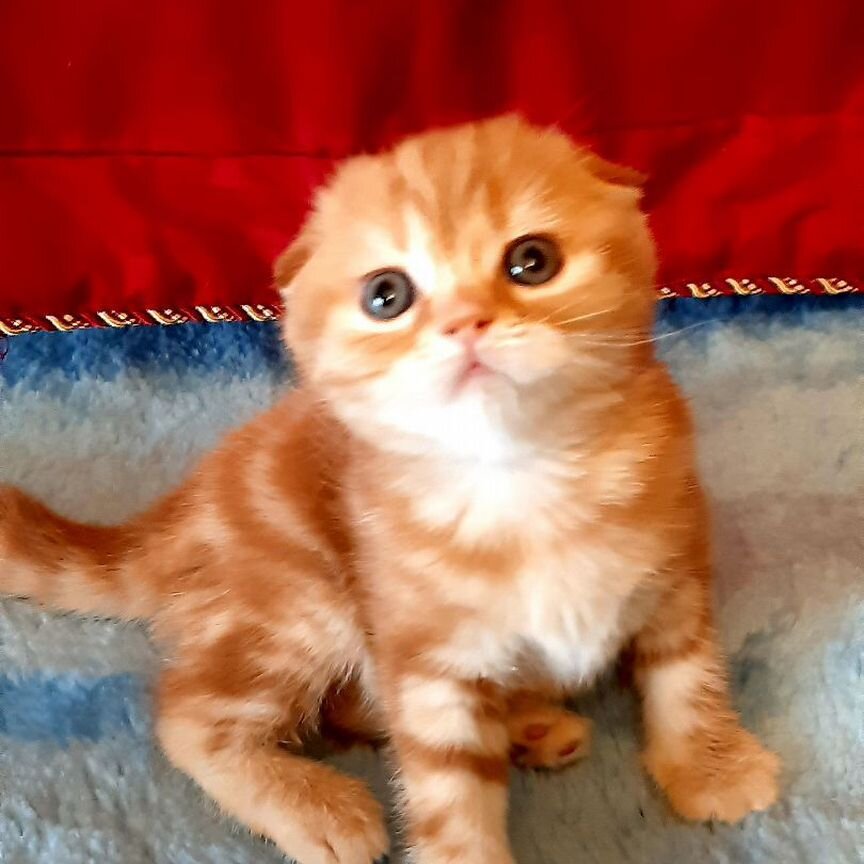 Шотландские котята