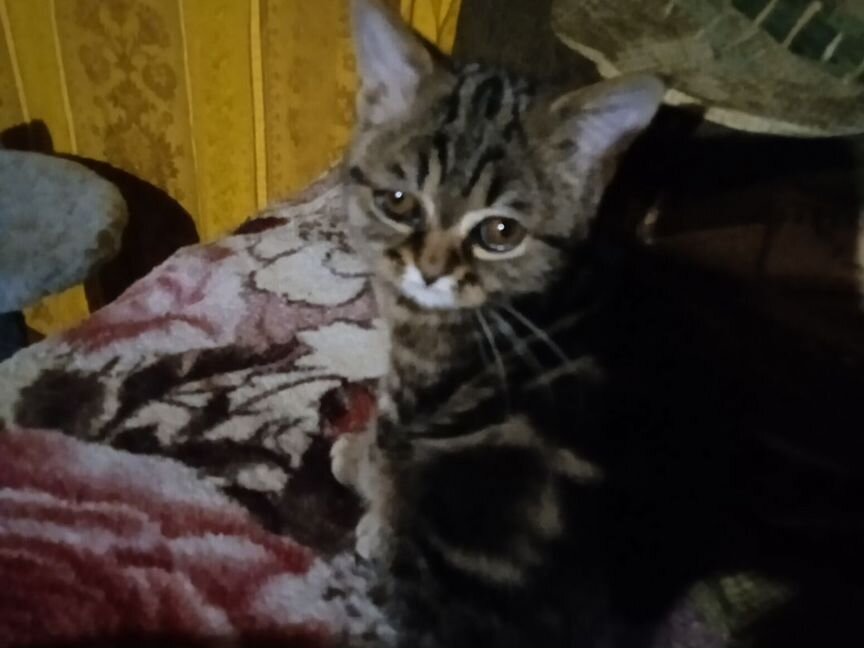 Котенок в добрые руки