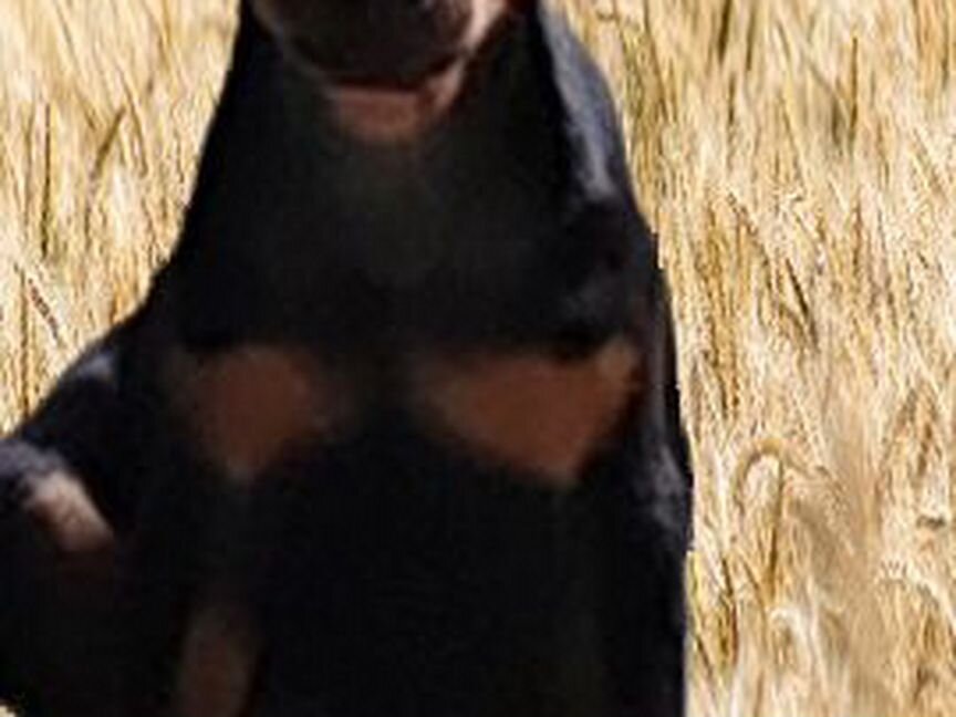 Породные щенки цвергпинчера