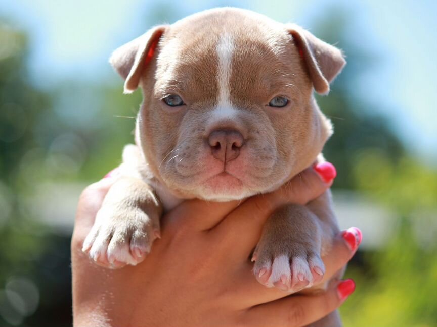 Американский булли