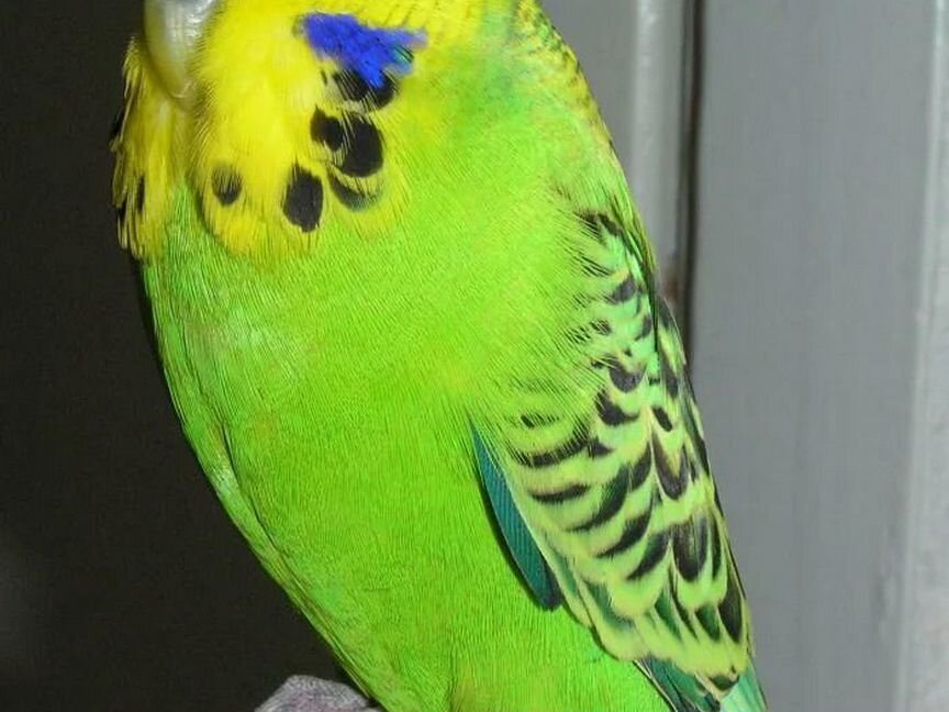 Волнистый попугай