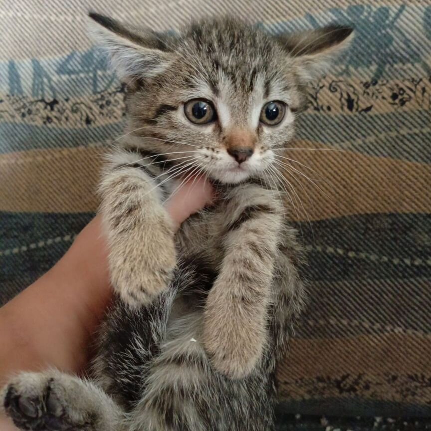 Котята