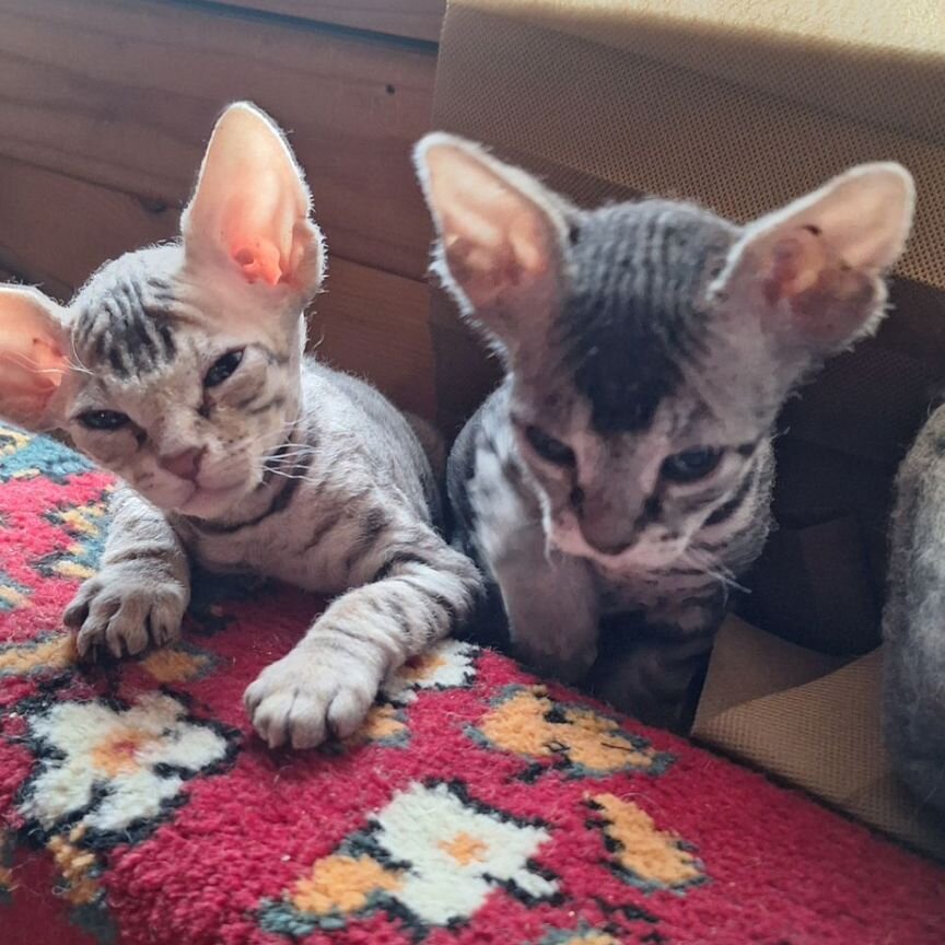 Котята сфинкс