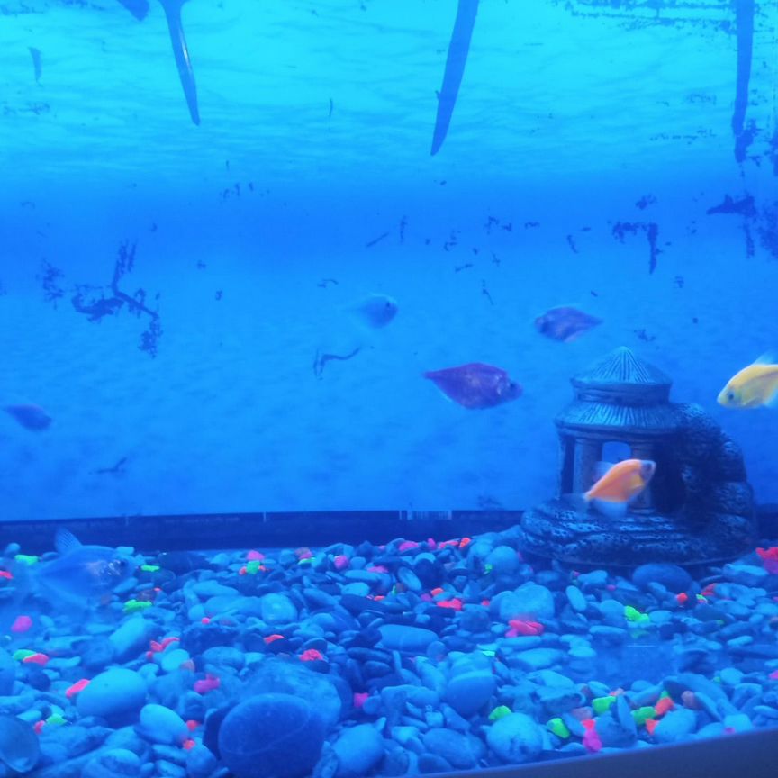 Рыбки 15 шт. Активные красивые 4-5 см