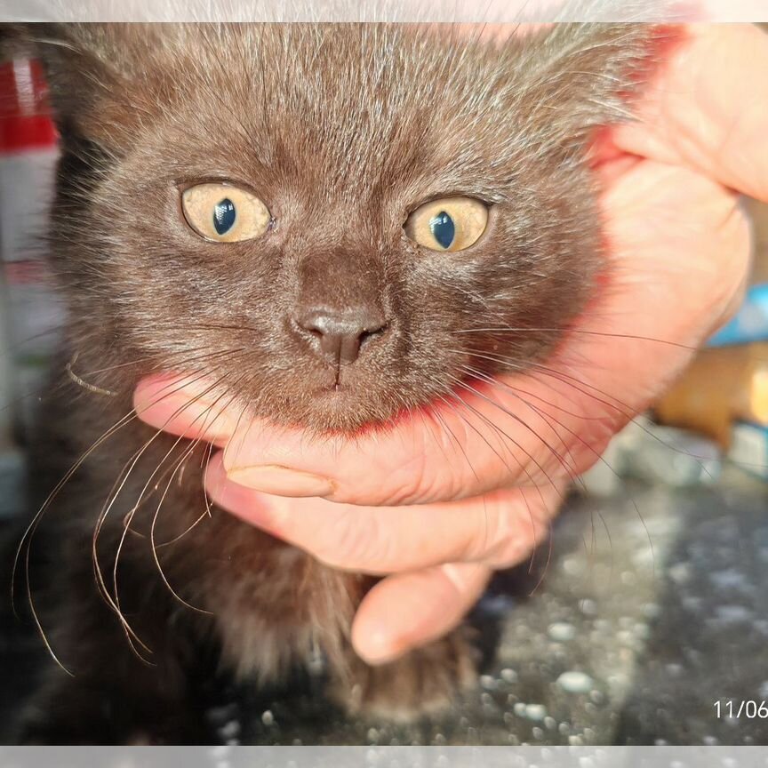 Сибирский котёнок