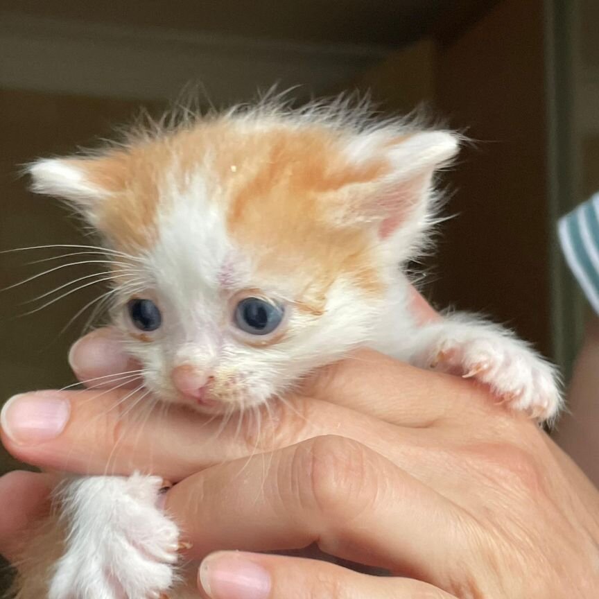 Котенок мальчик