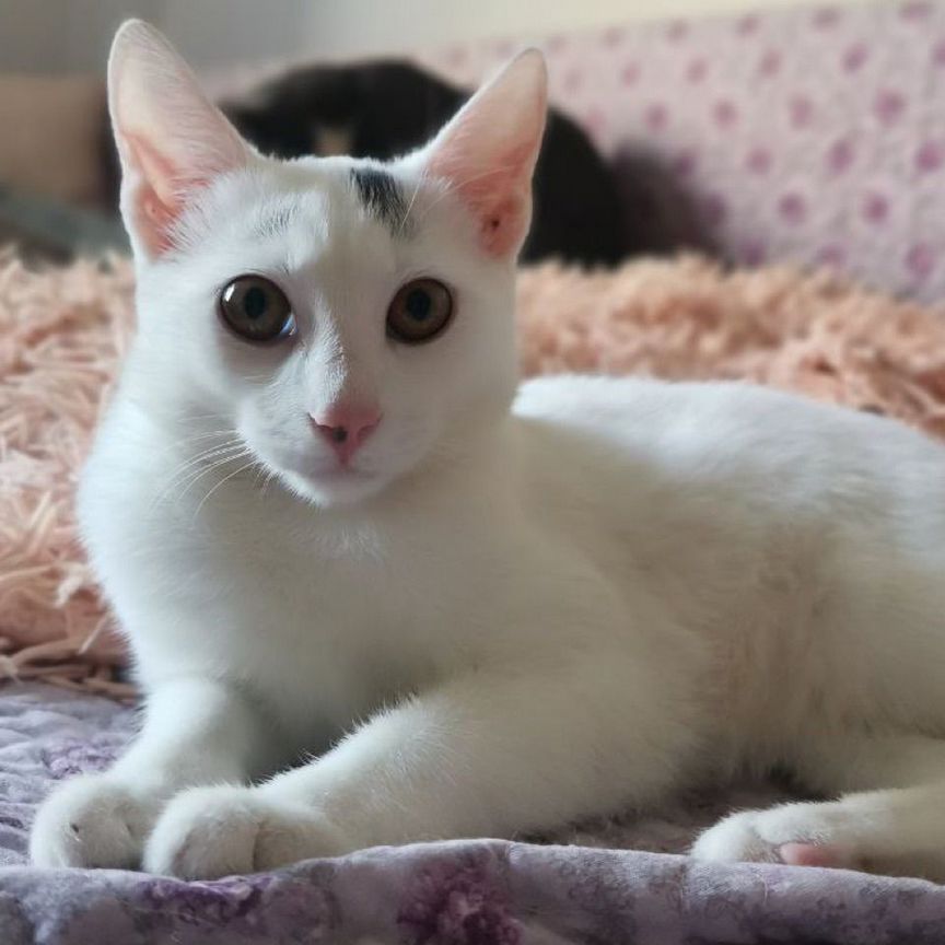 Ищу маму котенок в добрые руки