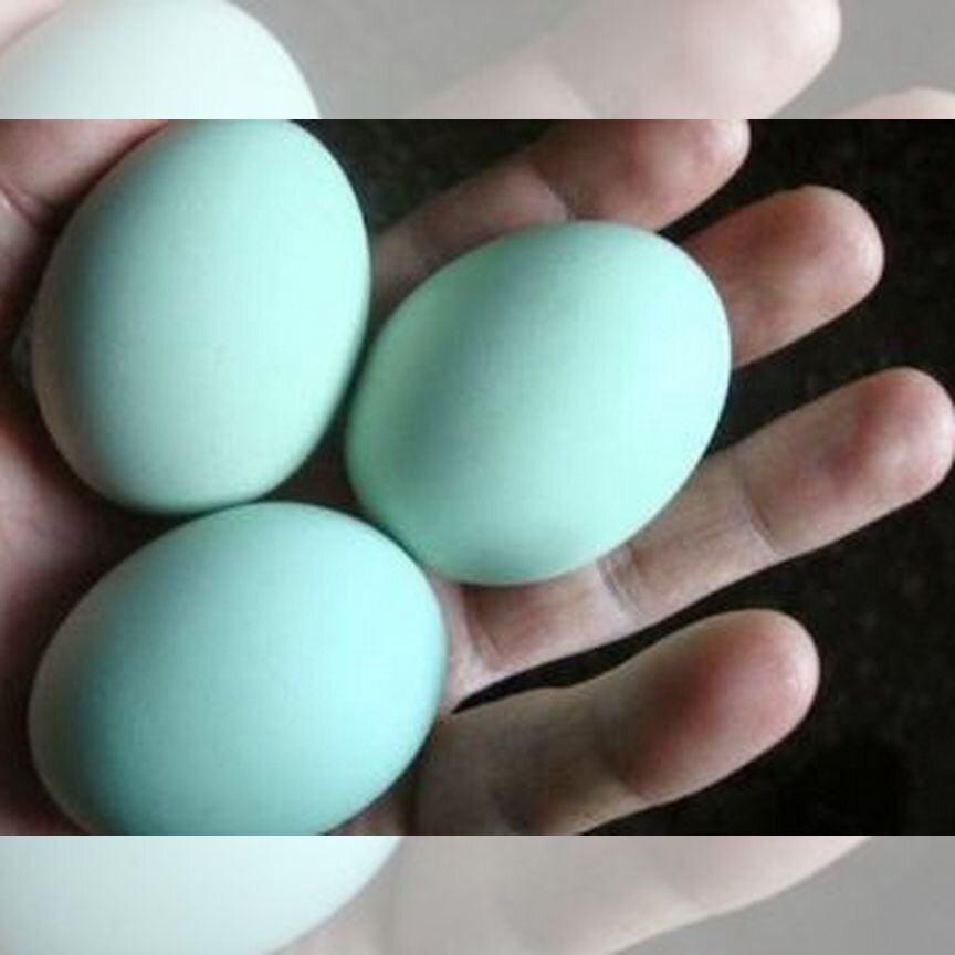 Продам яйцо куриное домашнее голубое (инкубационое