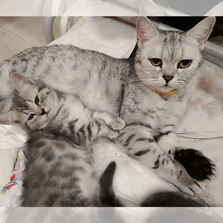 Шотландский прямоухий короткошёрстный котёнок