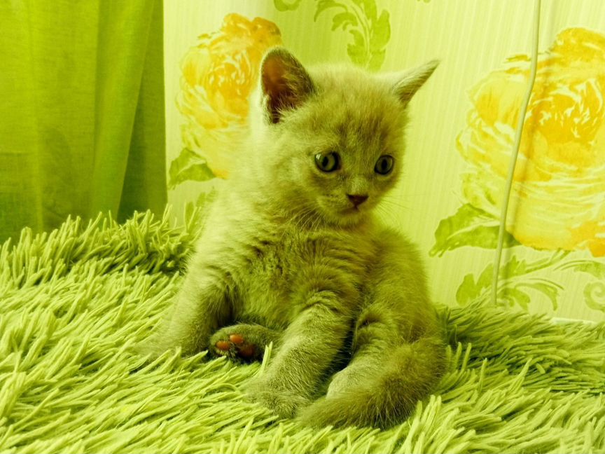 Котики шотландские вислоухие