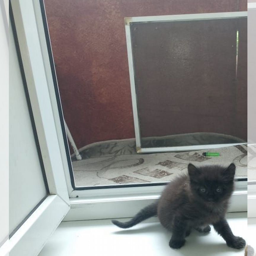 Шотландский прямоухий длинношёрстный котёнок