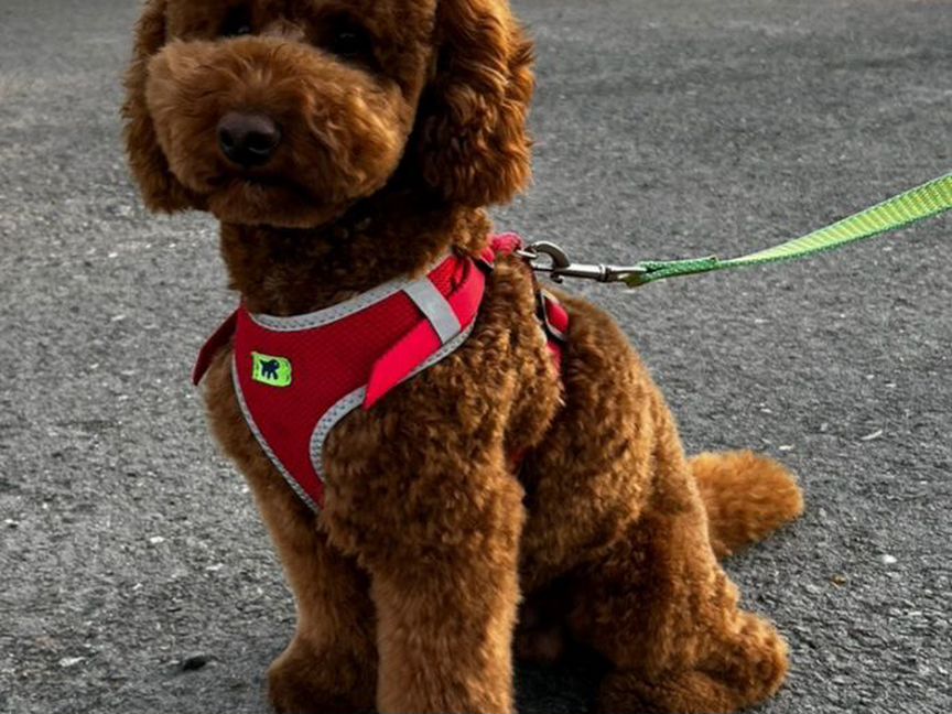 Той-пудель кавалер