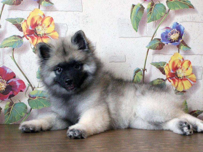 Немецкий вольфшпиц (Кеесхонд)