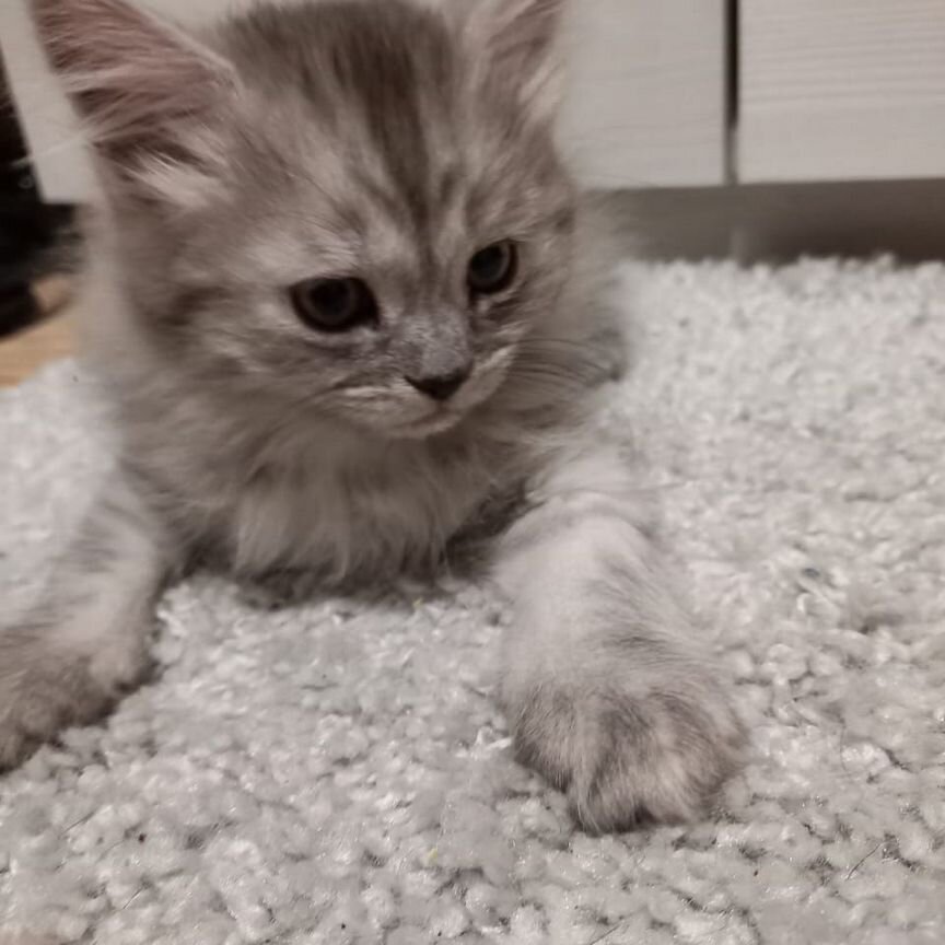 Кошки