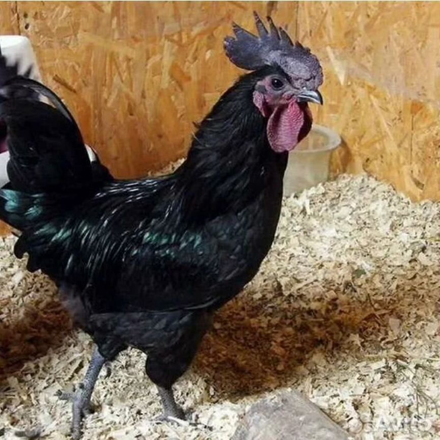 Петух порода ухейелюль