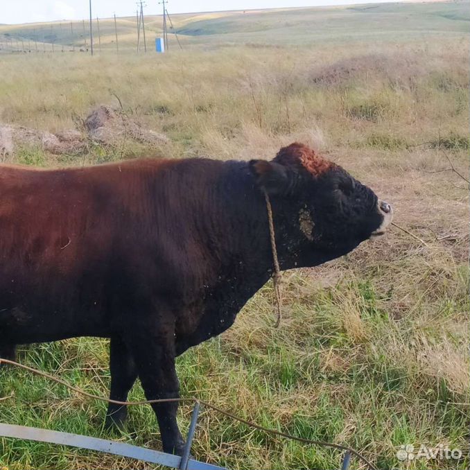 Быки лимузины