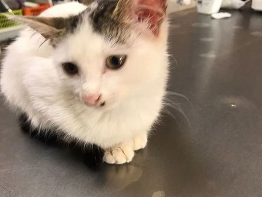 Бело-серый котенок девочка