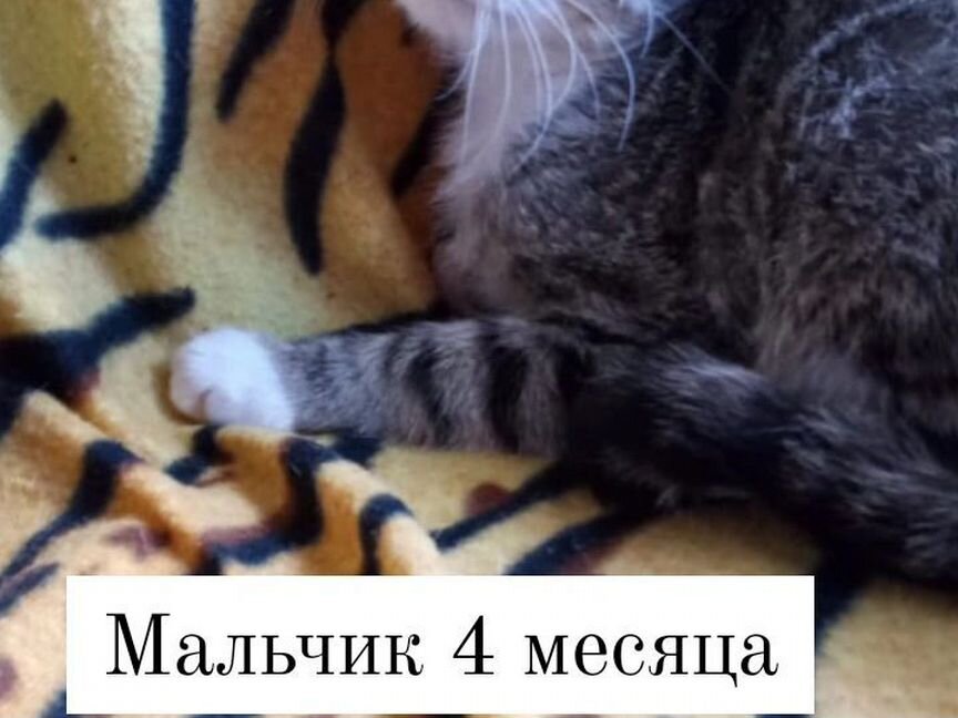 Котята в добрые руки бесплатно