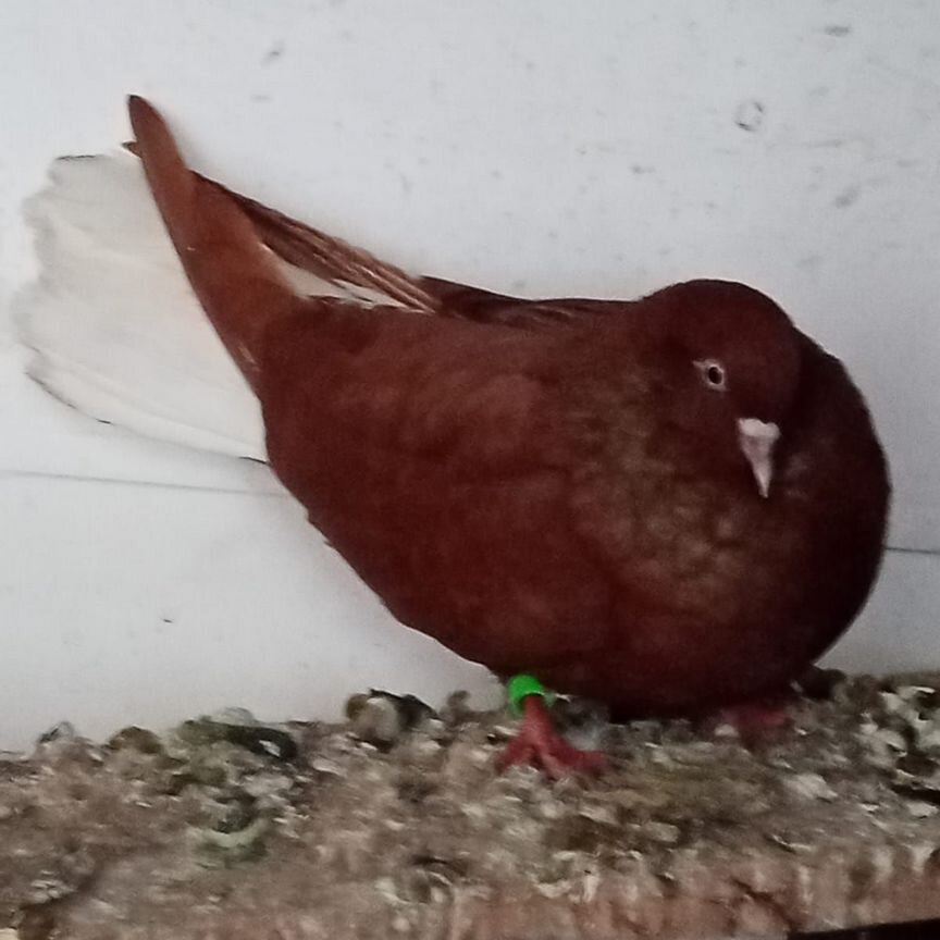 Голубка бабочка